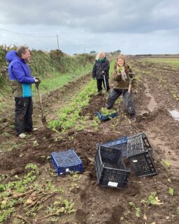 Gleaning Cornwall - Volunteer with us